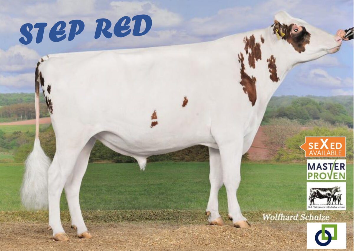 STEP RED - Aktualitātes - sileniecescs